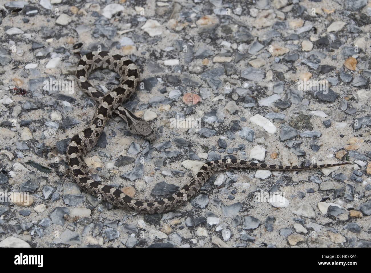 Juvenile rat snake hi-res stock photography and images - Alamy