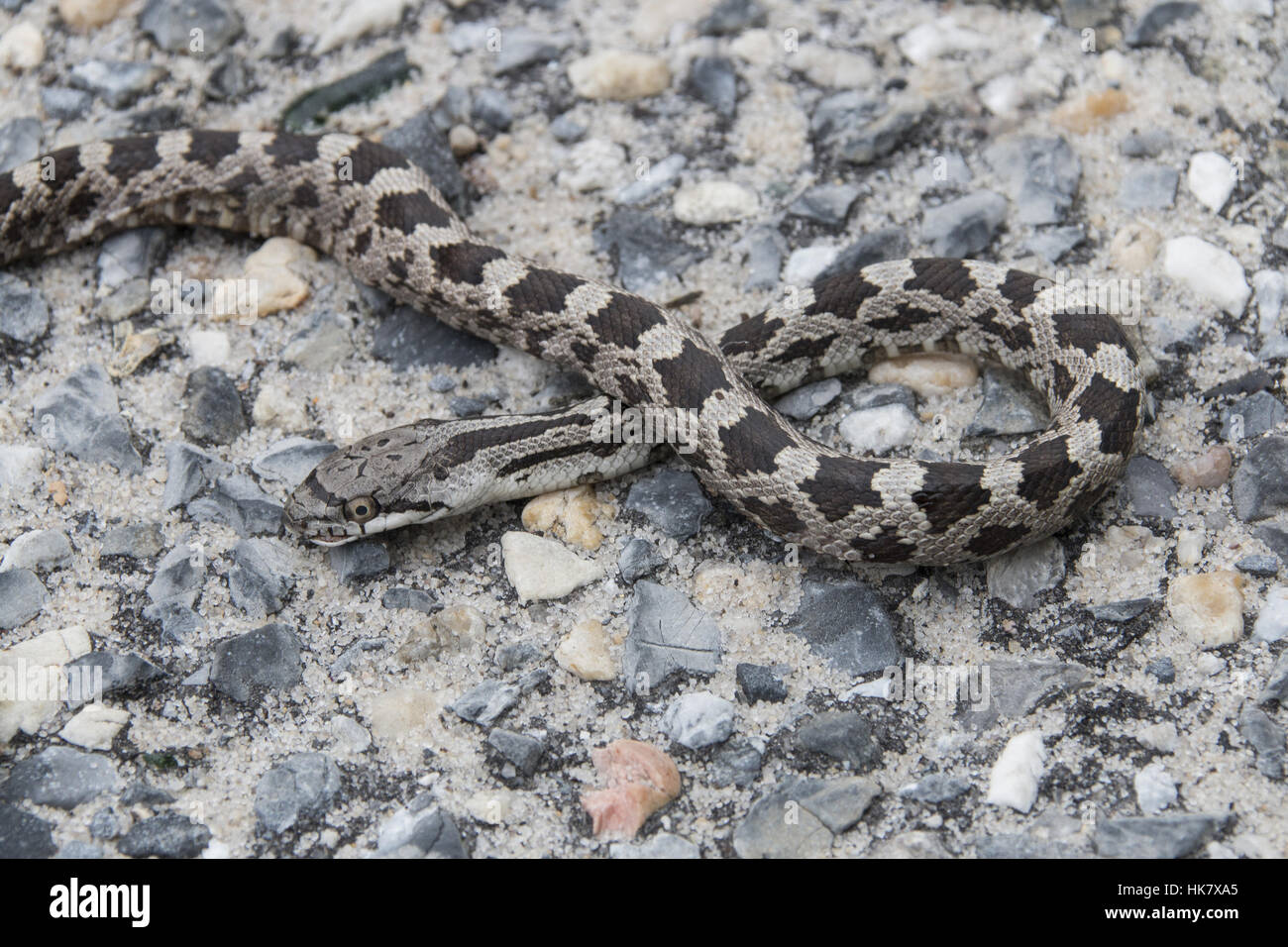 Juvenile Eastern Rat Snake ' Pantherophis alleghaniensis Cape May East ...