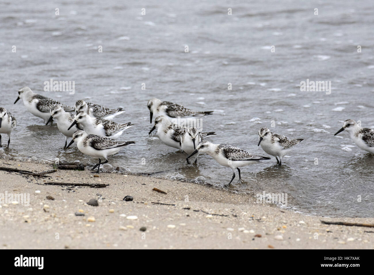 Sanderlings, mainly juveniles feeding along the tide line at Cape May ...