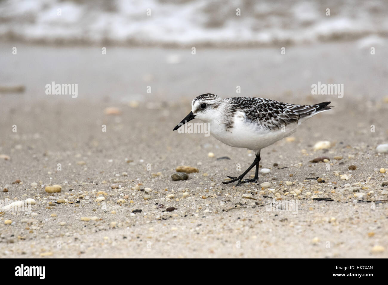 Sanderling, juvenile feeding along the tide line at Cape May, East ...