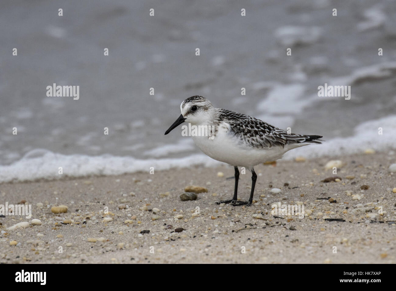Sanderling, juvenile feeding along the tide line at Cape May, East ...