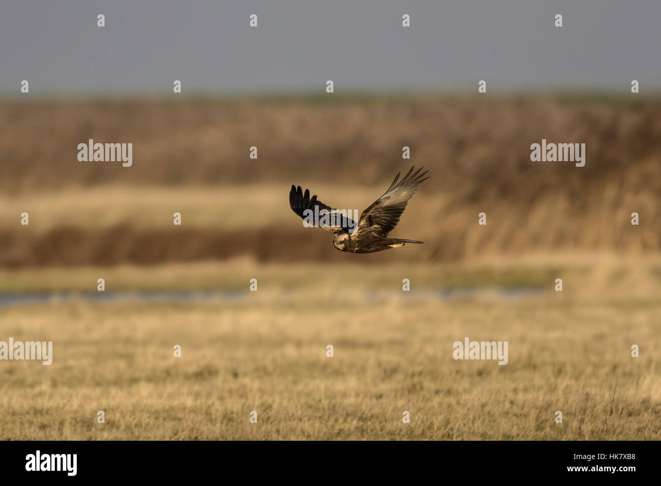 Marsh Harrier flying over Deepdale Marsh North Norfolk Stock Photo - Alamy