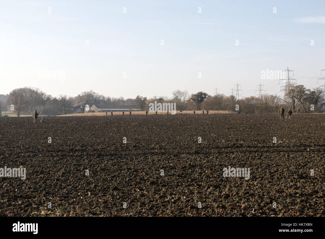 Beating line on a Suffolk shoot having pulled through a maze cover crop ...