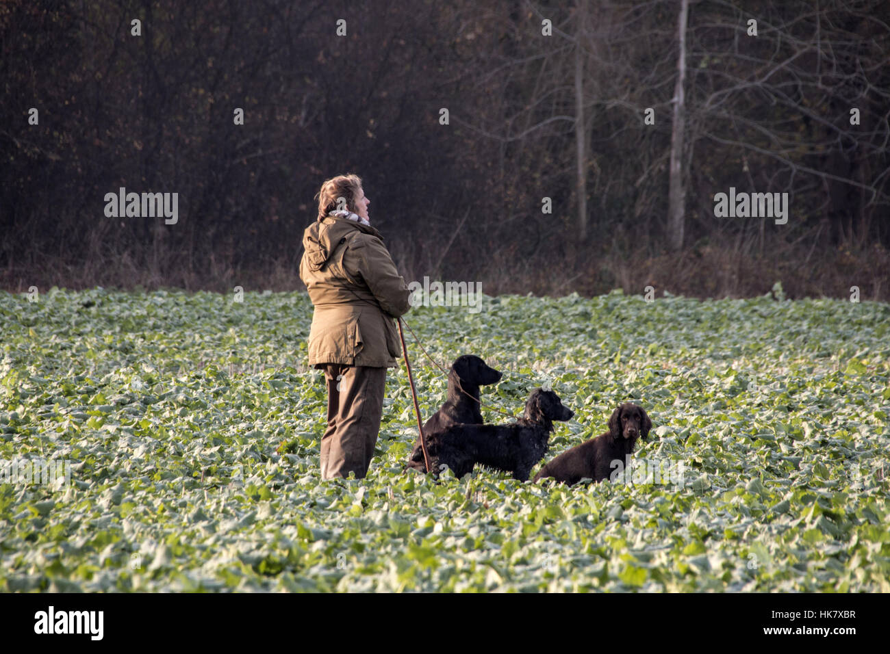 Picker upper standing in rape field with trained dogs, waiting for the ...
