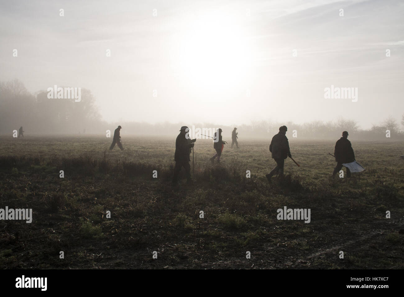 Beating line on a Suffolk shoot having pulled through a maze cover crop ...