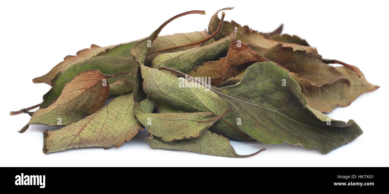 Dry holy basil or tulsi leaves over white background Stock Photo - Alamy