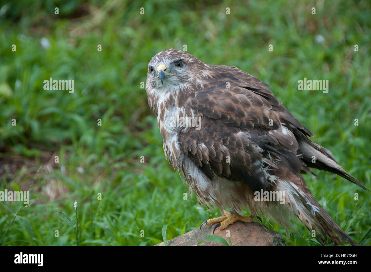 Buzzerd hi-res stock photography and images - Alamy