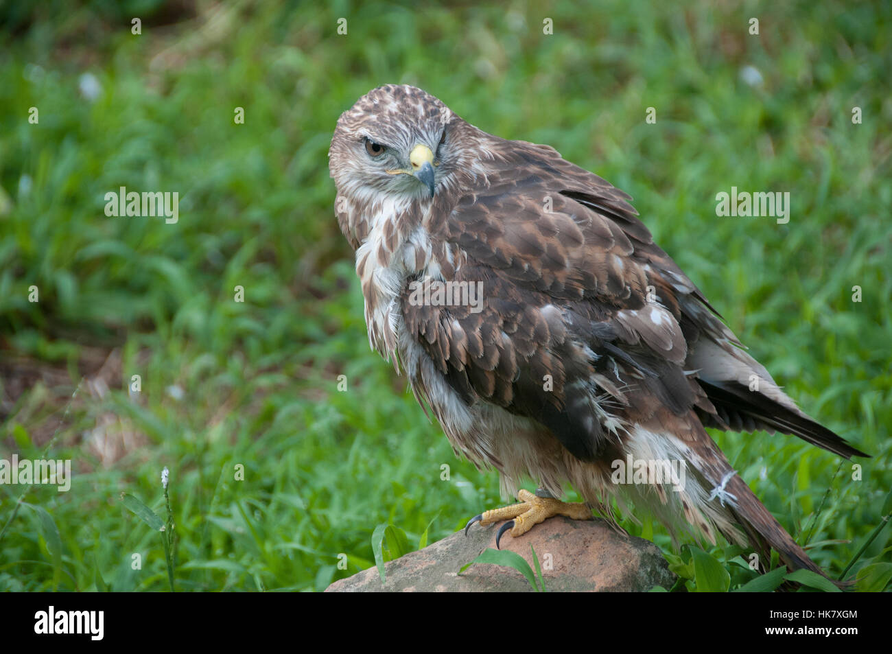 Sharp eyes hi-res stock photography and images - Alamy