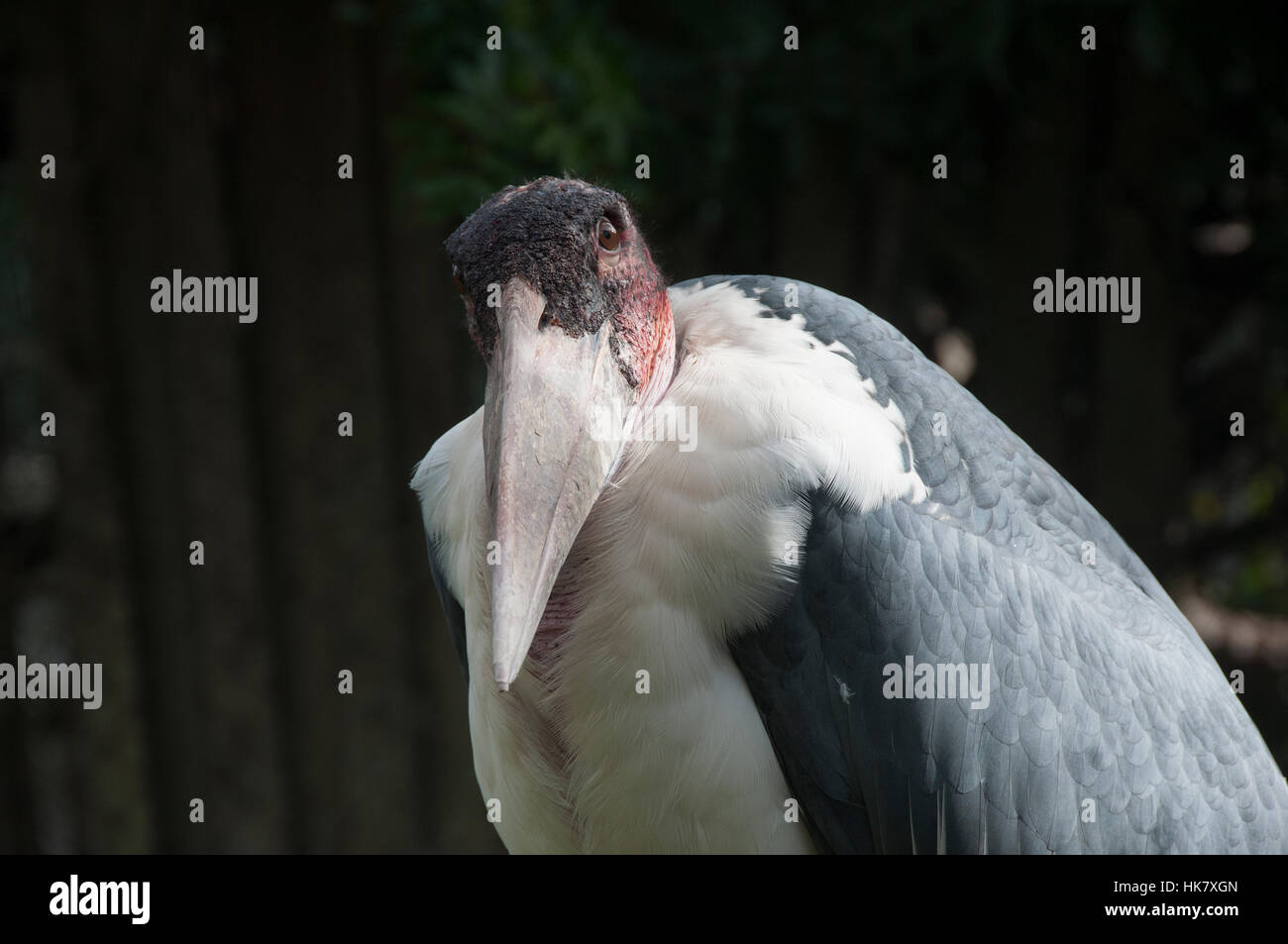 Marabu hi-res stock photography and images - Alamy