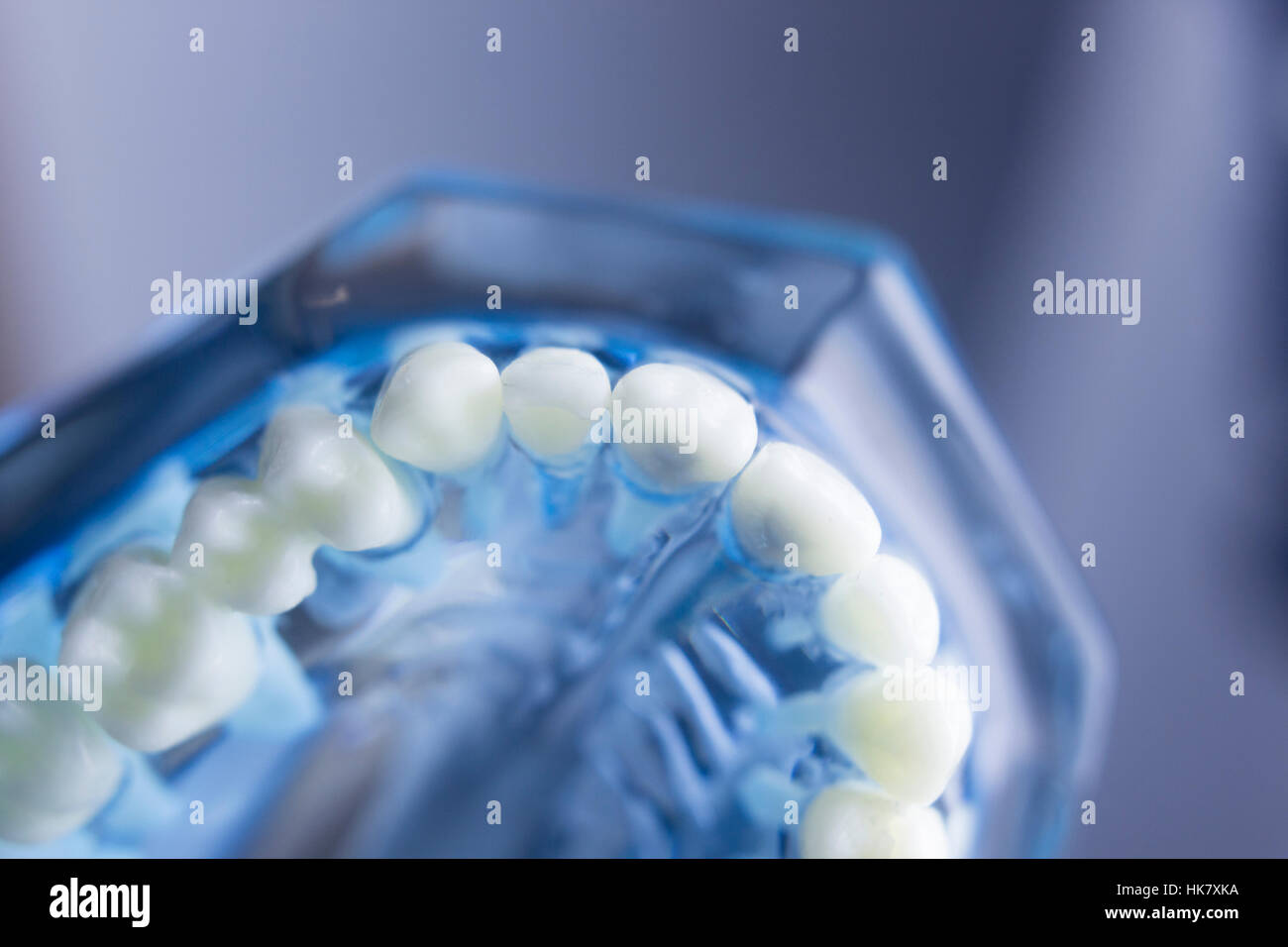 Dental tooth dentistry student learning teaching model showing teeth ...