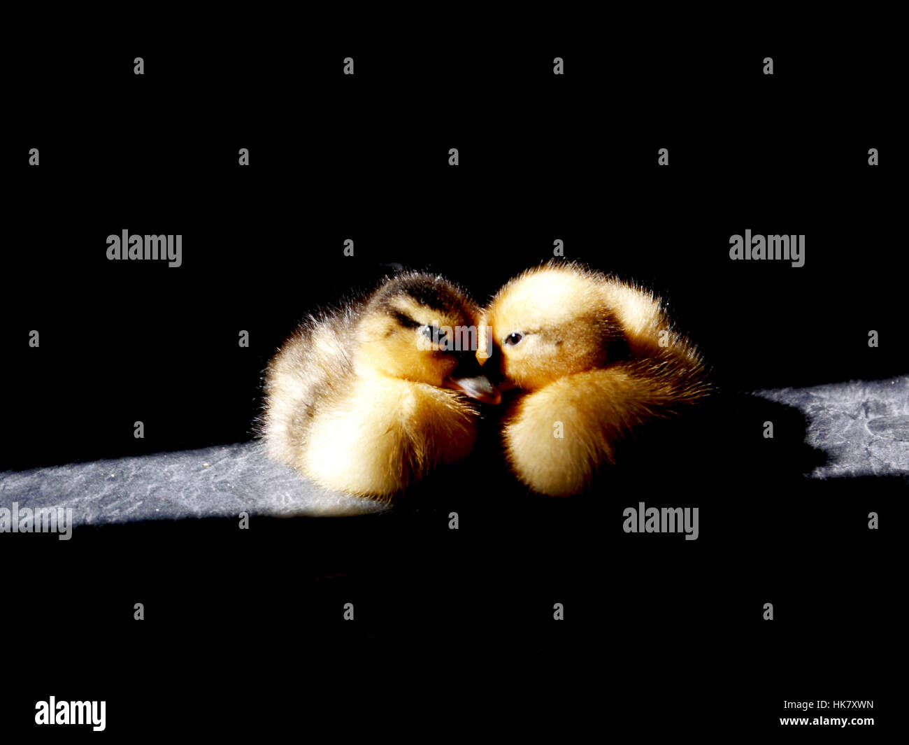 Duck sleeping in sun hi-res stock photography and images - Alamy