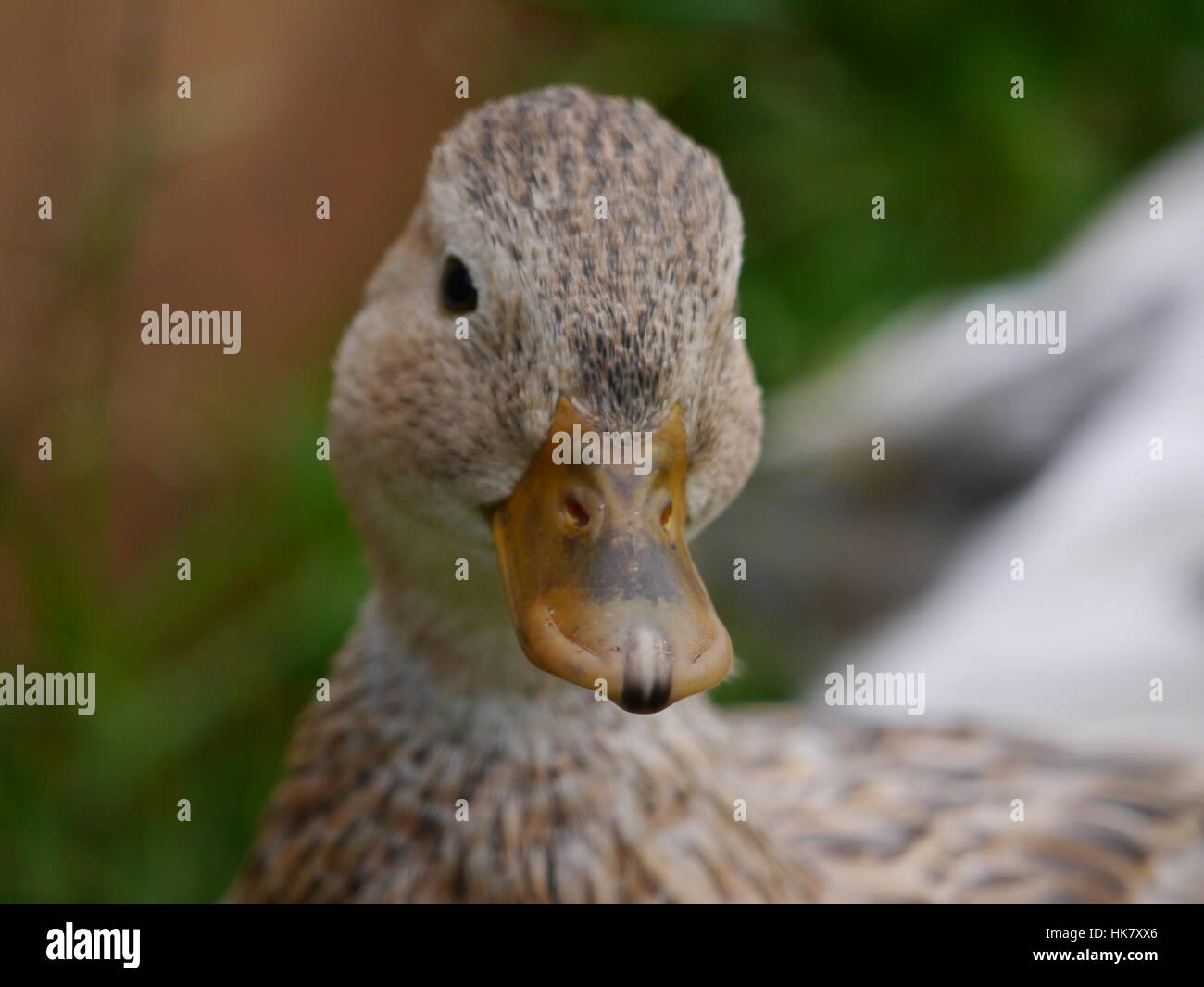 A duck portrait Stock Photo - Alamy