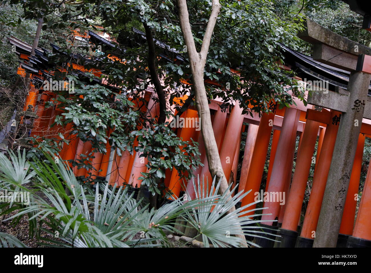 Famous torii gates on the path to Fushimi Inari Taisha shrine on Mount ...