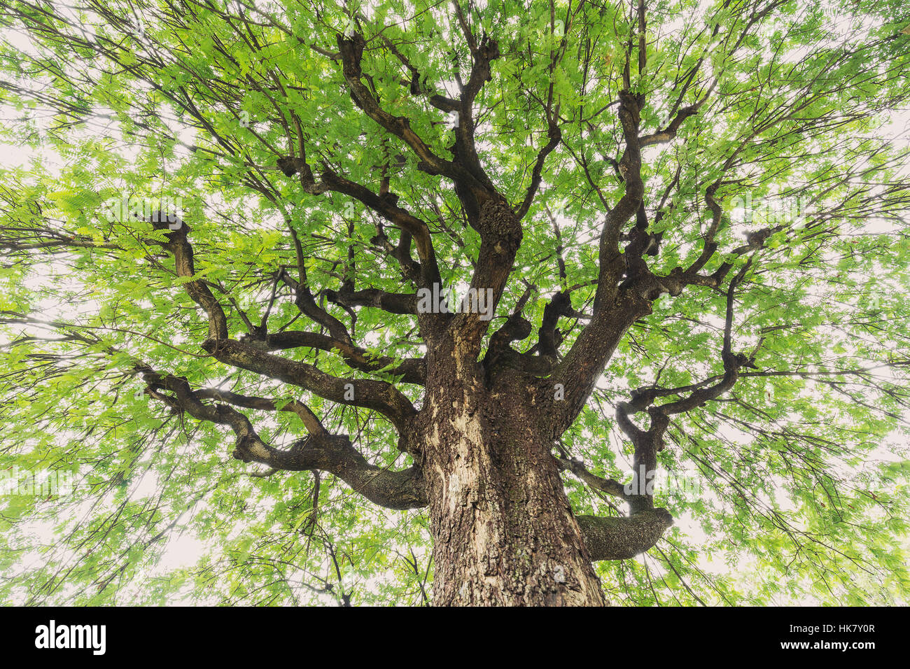 Tamarind tree hi-res stock photography and images - Alamy