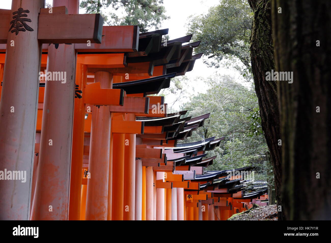 Famous torii gates on the path to Fushimi Inari Taisha shrine on Mount ...