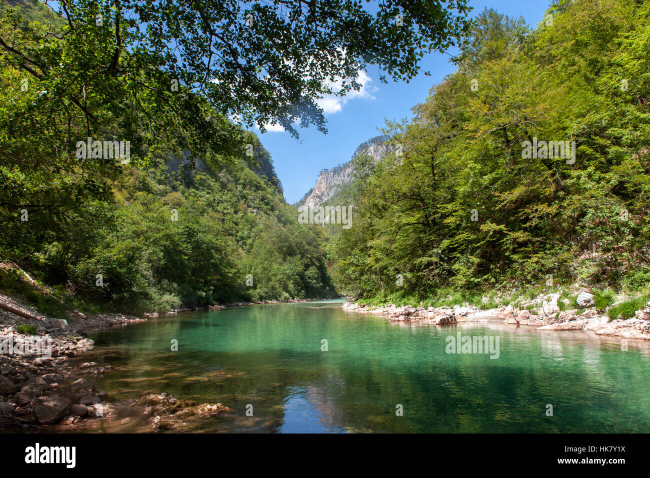 Mountain river flowing through the green forest Stock Photo - Alamy