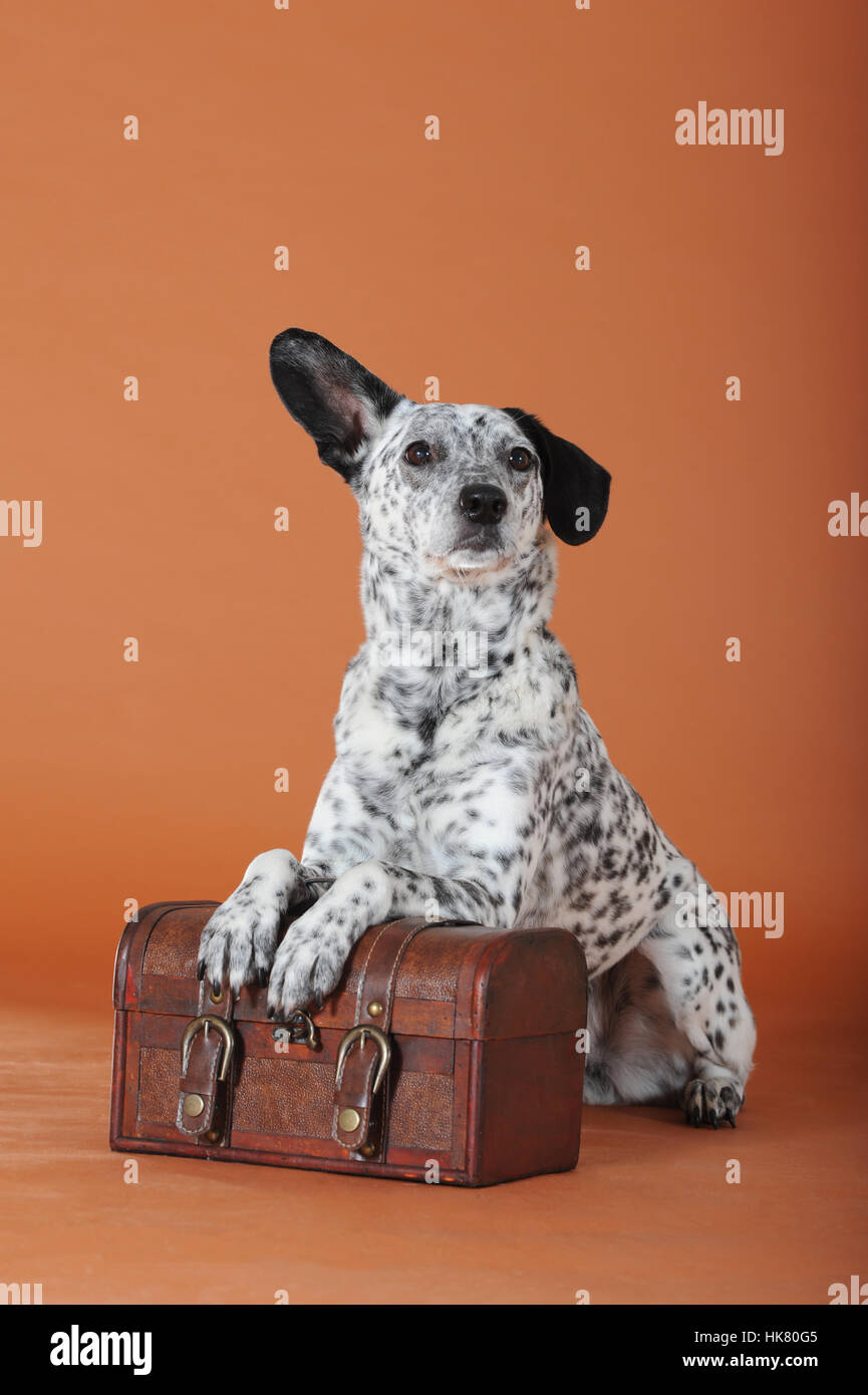 Black white chest dog hi-res stock photography and images - Alamy