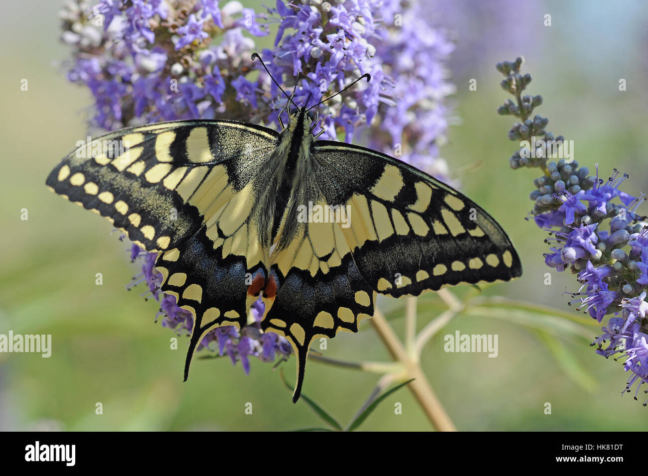 insect, butterfly, insect, butterfly, coloured, colourful, gorgeous ...