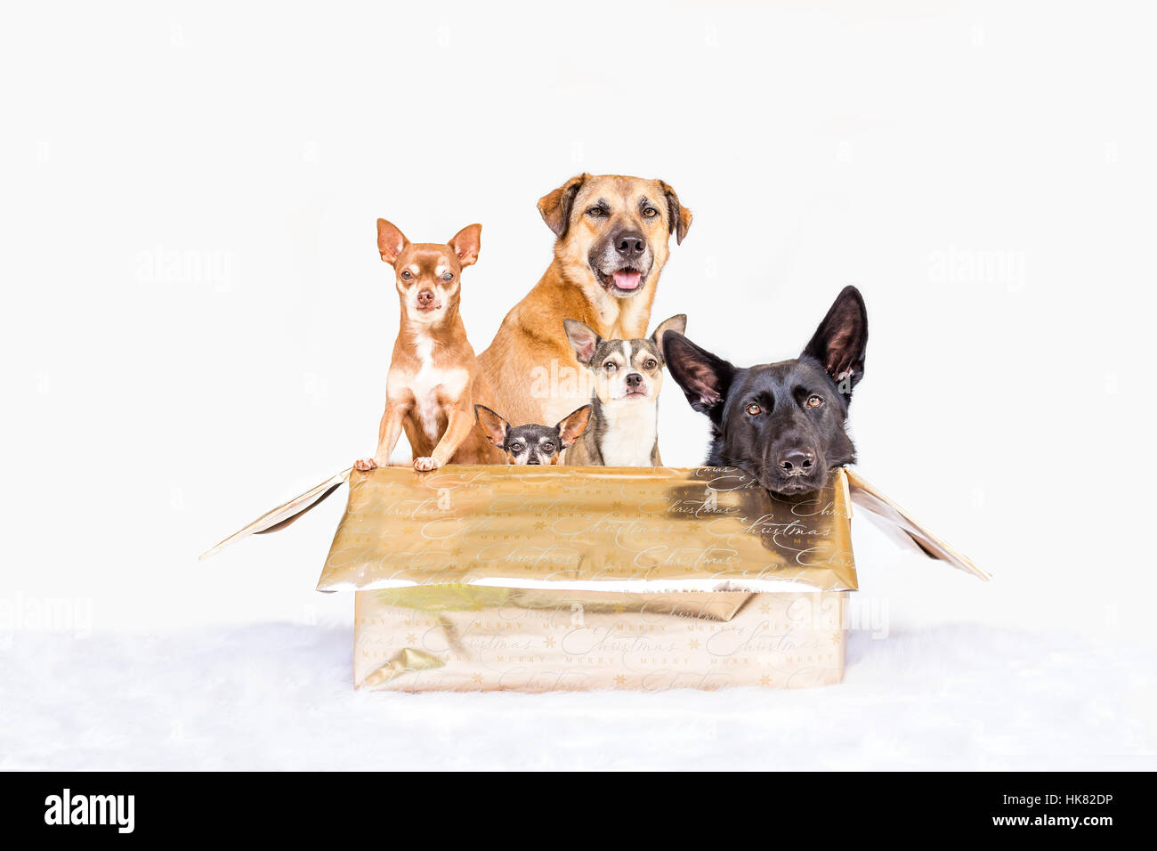 Dogs in a big box together on white background as gift peeking Stock ...