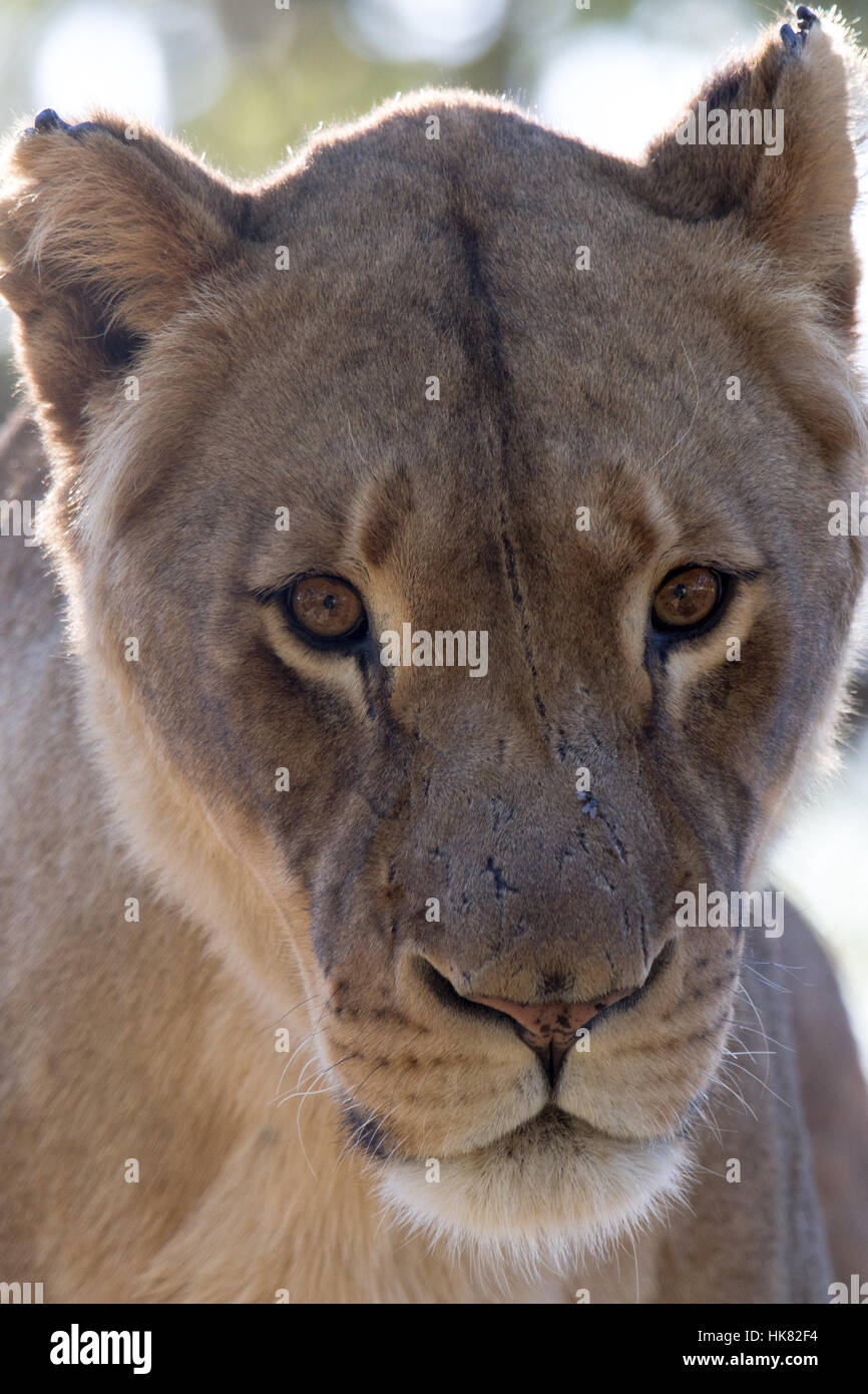food, aliment, desert, wasteland, africa, savannah, lion, cat, big cat ...
