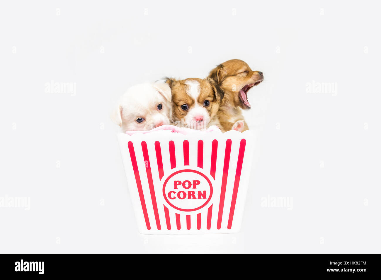 Adorable puppies in a popcorn bucket Stock Photo - Alamy
