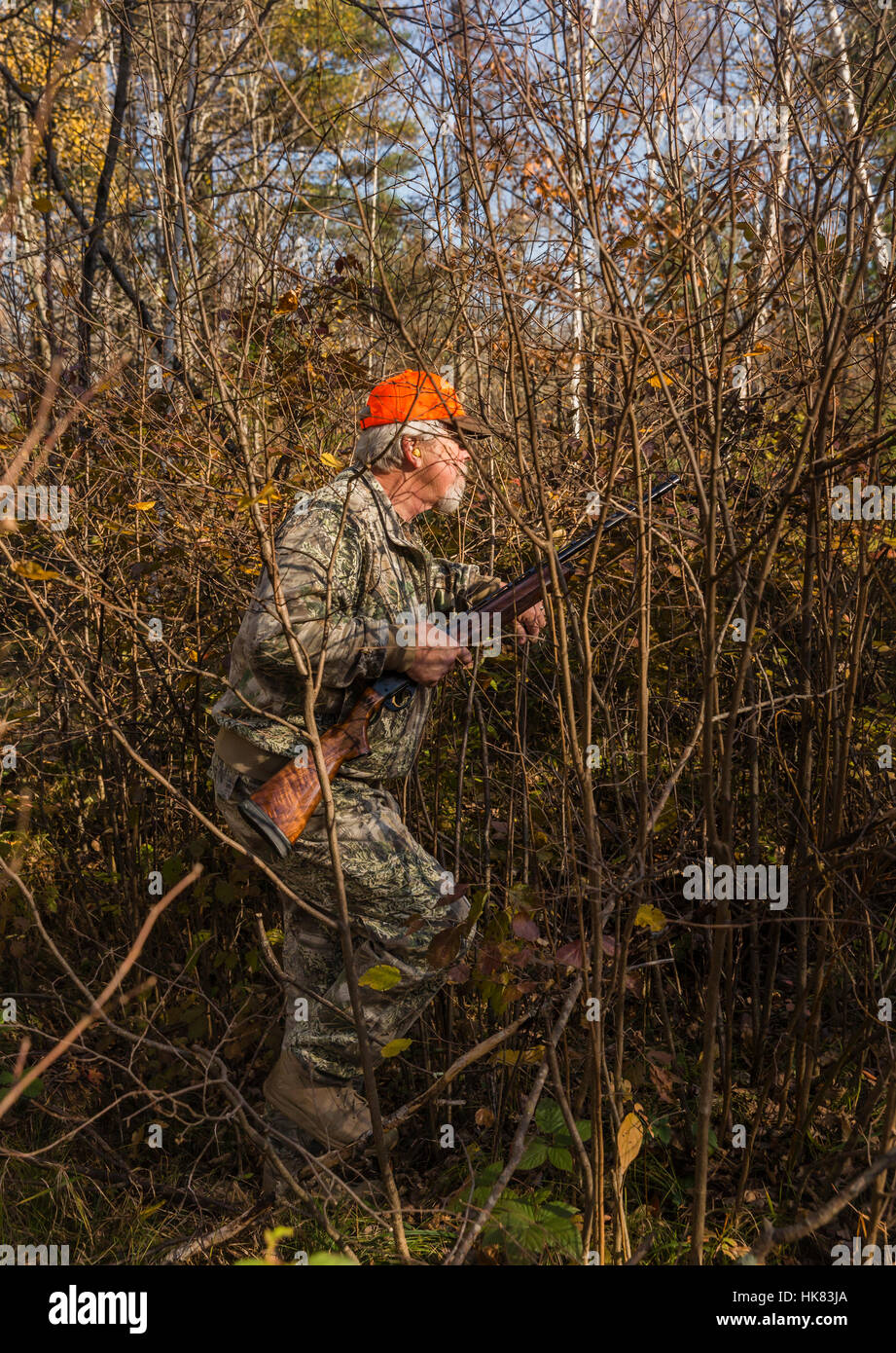 Ruffed grouse hunting in autumn Stock Photo - Alamy