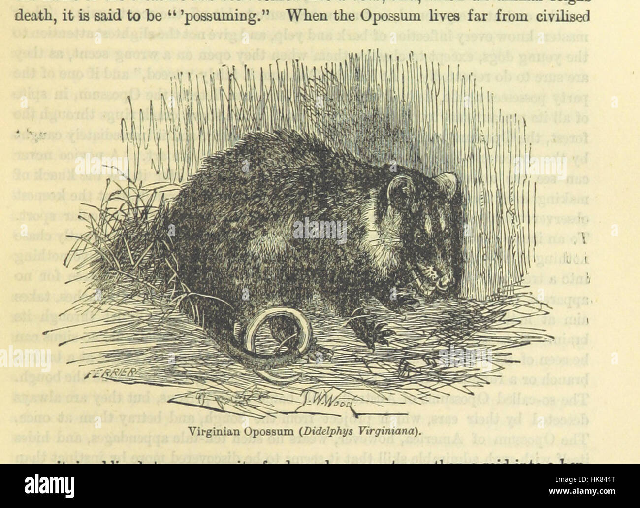 Photograph from 'Beeton's Historical Romances, Daring Deeds, and Animal ...