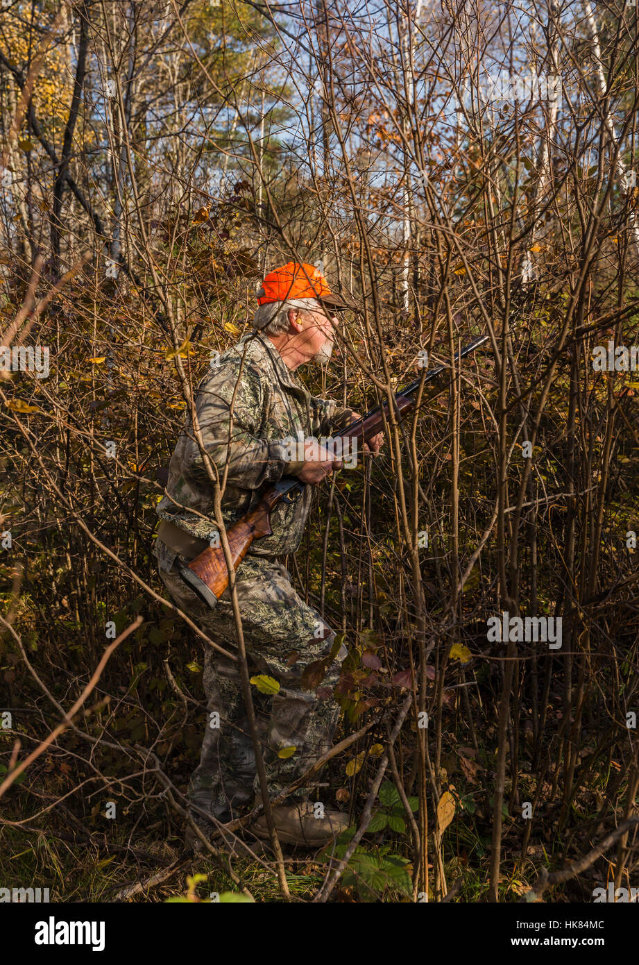 Ruffed grouse hunting in autumn Stock Photo - Alamy