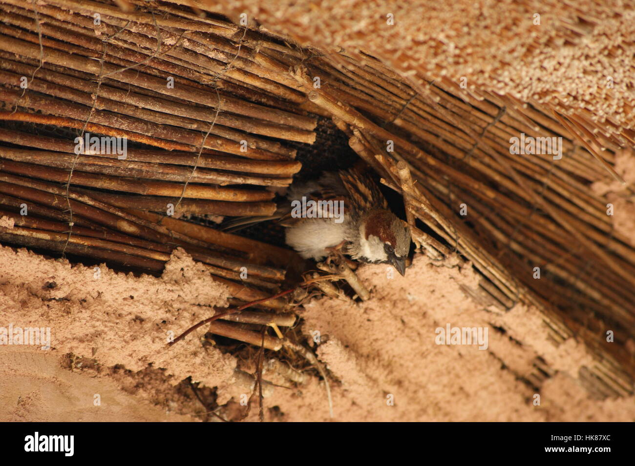 bird, cave, birds, nest, offspring, sparrow, slipt, thatched roof ...