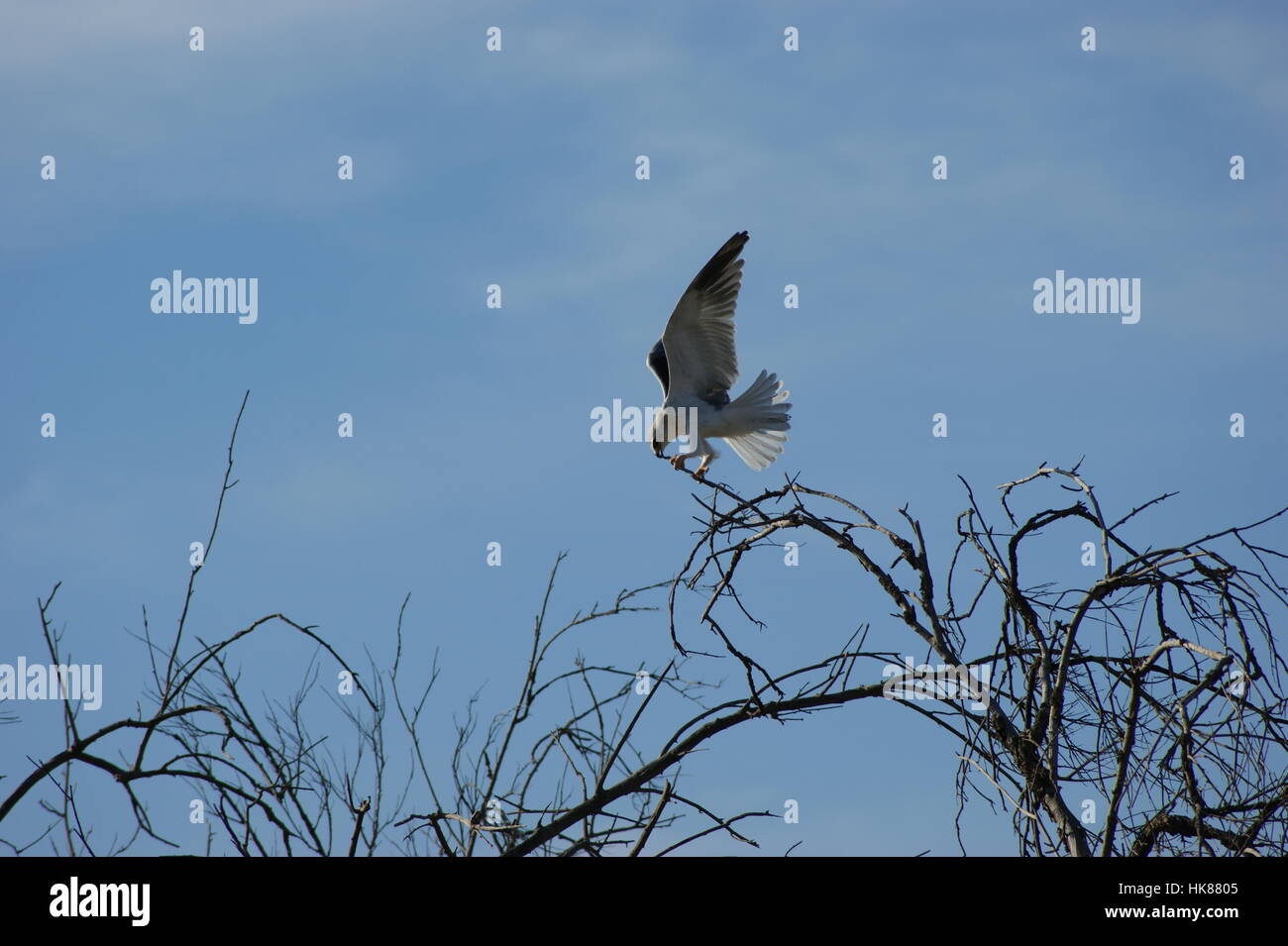tree,bird,birds,nose dive,raptor,nature,tree,bird,birds,nose dive ...