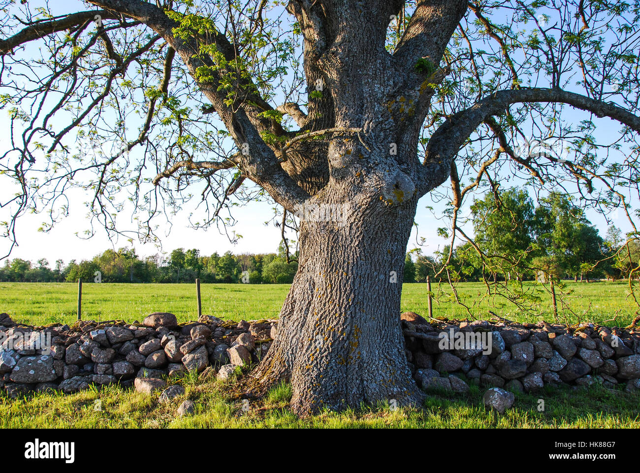 big, large, enormous, extreme, powerful, imposing, immense, relevant ...