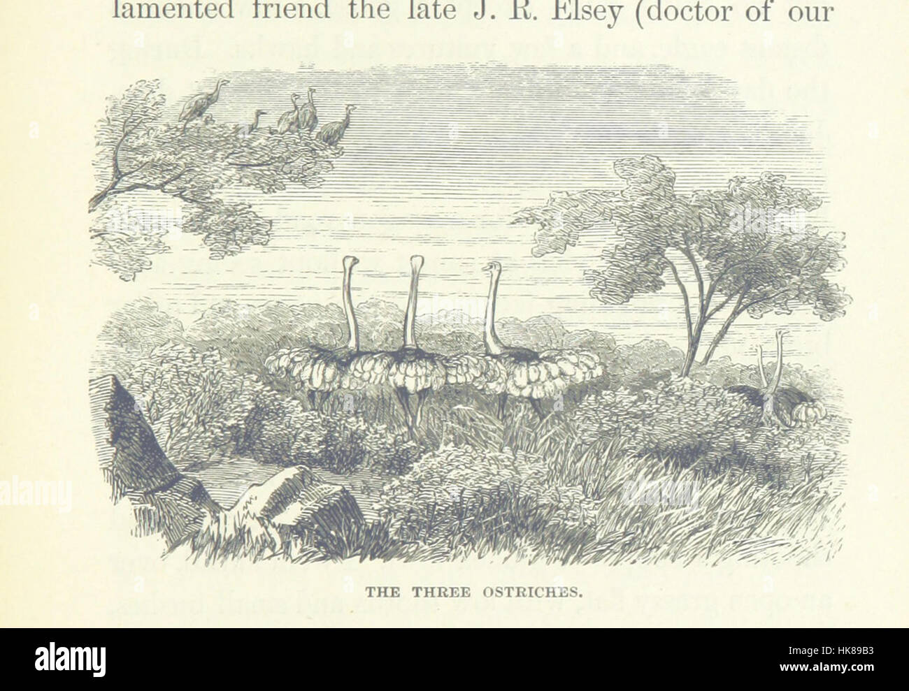 Image from 'Explorations in South-West Africa,' documenting a journey ...