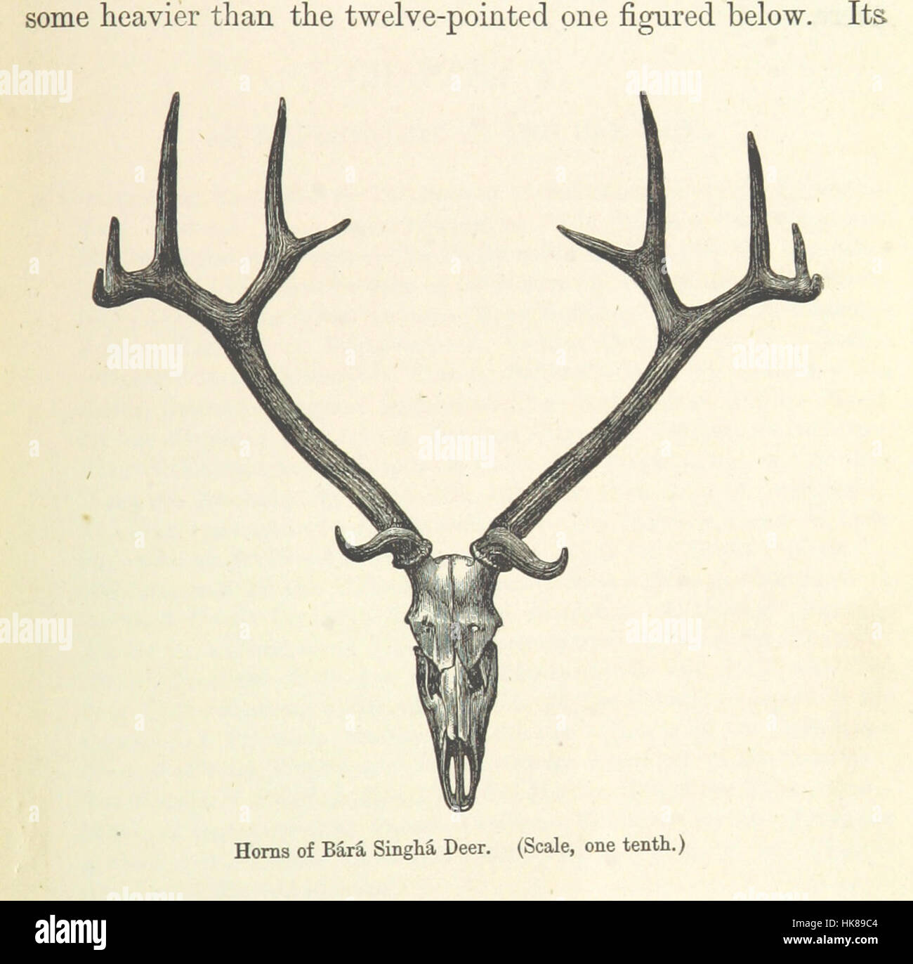 Illustration from 'The Highlands of Central India', showing the forests ...