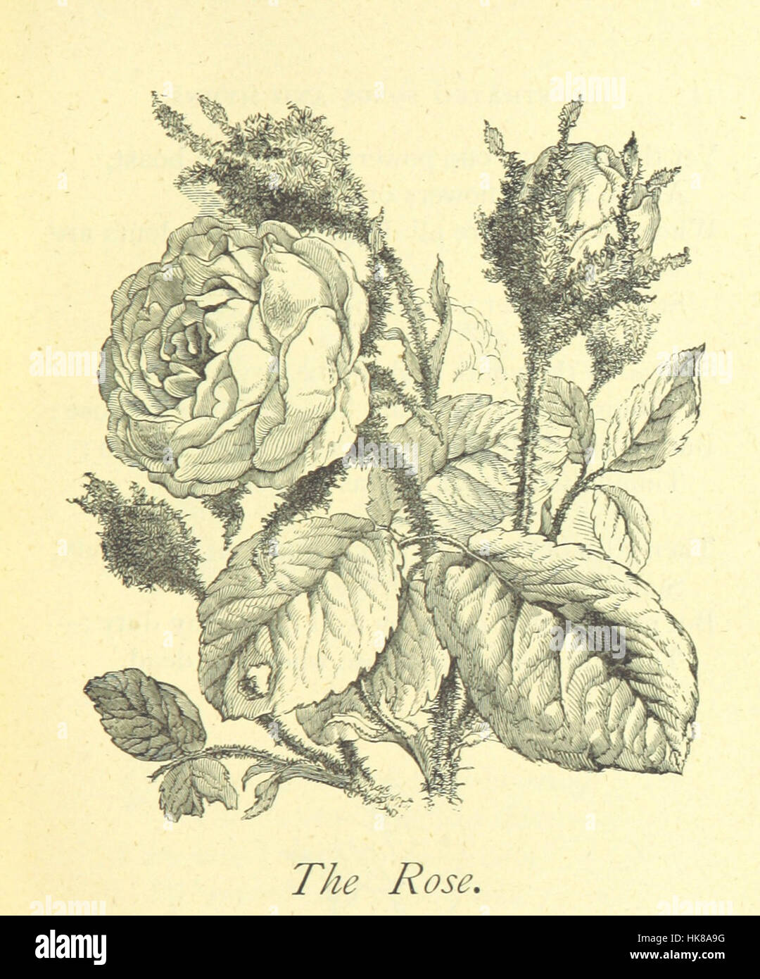 Image taken from page 43 of 'Illustrated Songs and Hymns for the Little ...