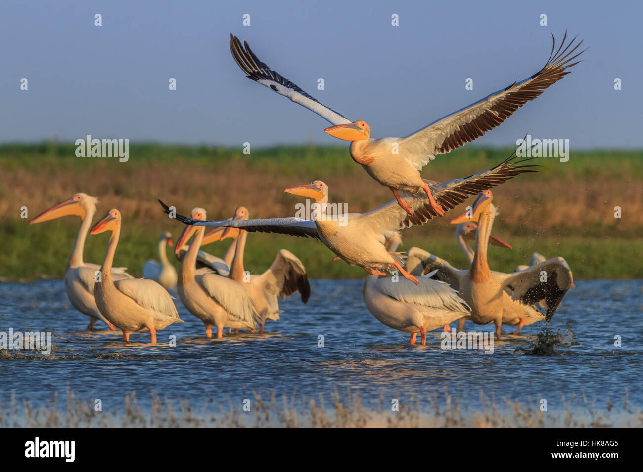 bird, danube, wildlife, pelican, delta, feather, river, water, nature ...
