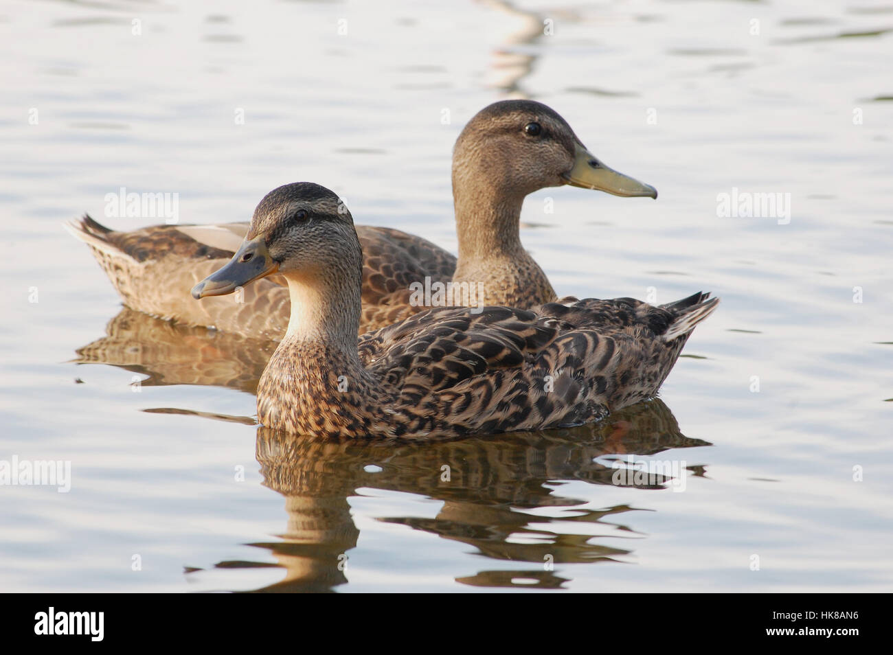 future, black, swarthy, jetblack, deep black, wing, look, glancing, see ...