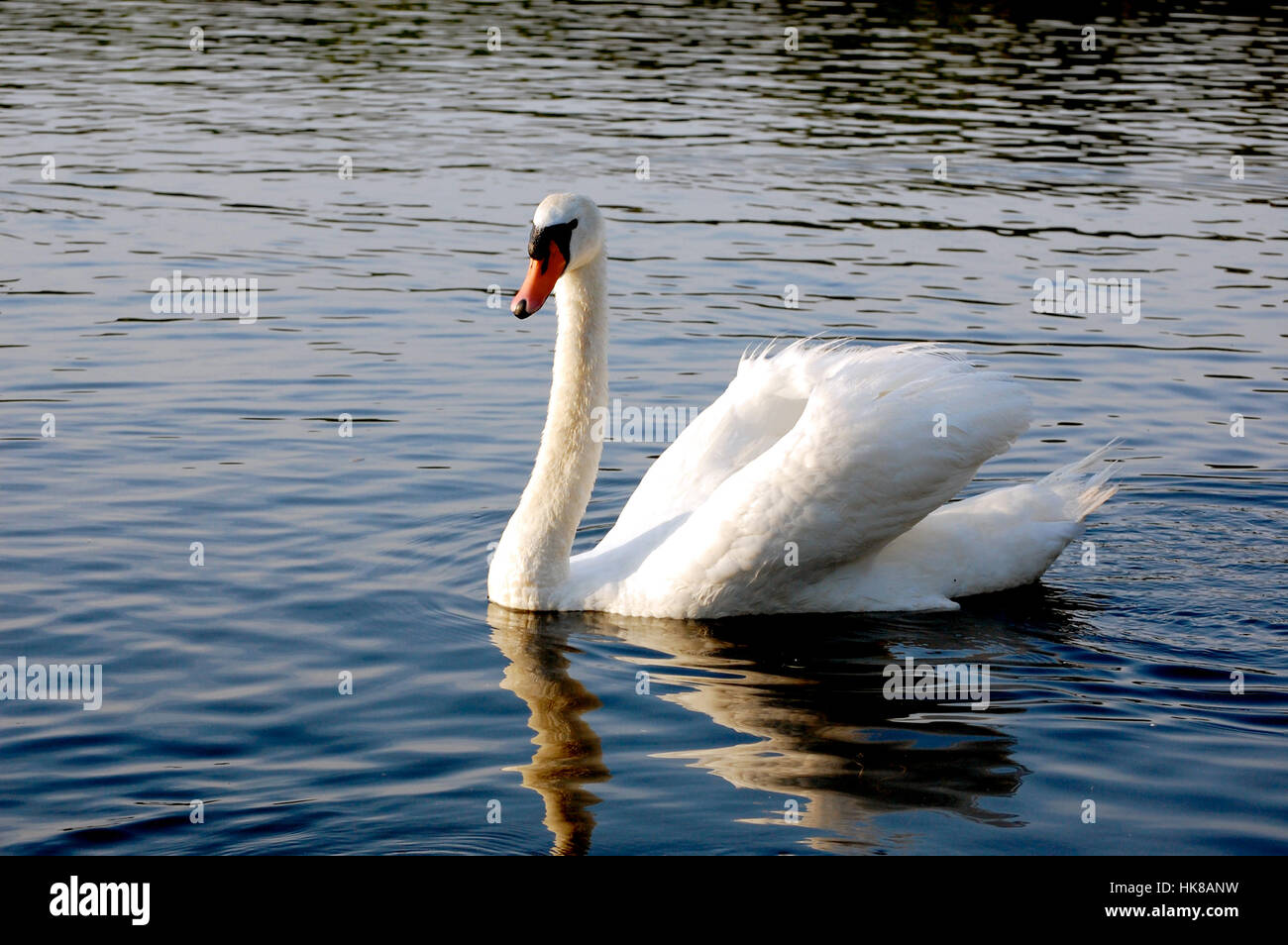 bird, fauna, sunset, swan, spring, bouncing, bounces, hop, skipping ...