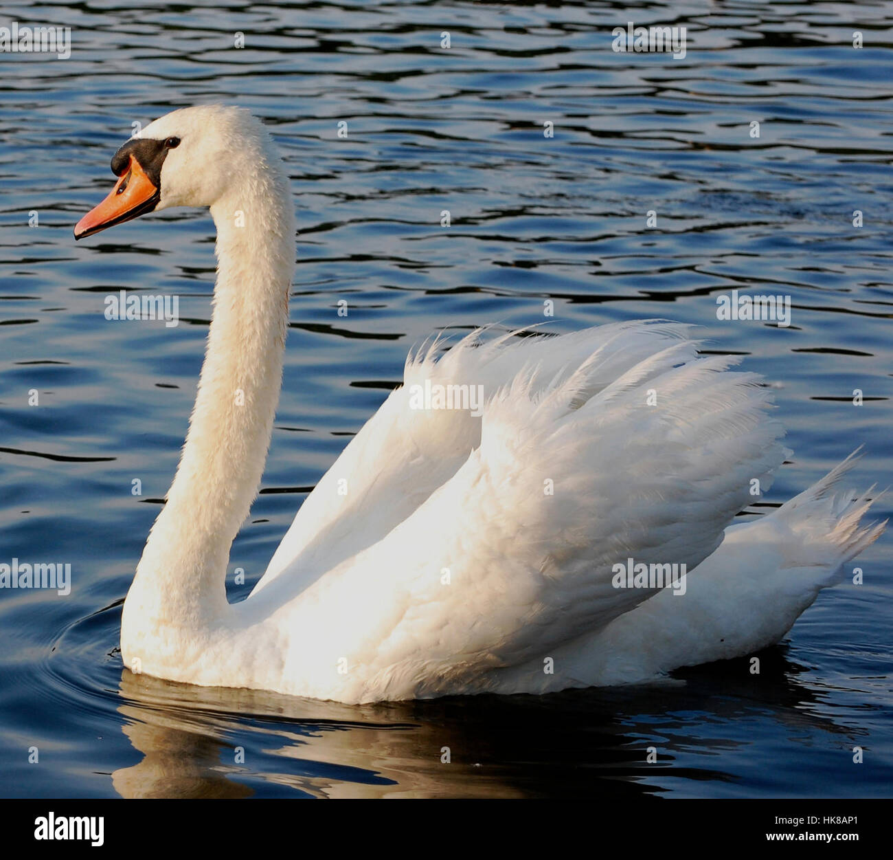White swan facing left hi-res stock photography and images - Alamy