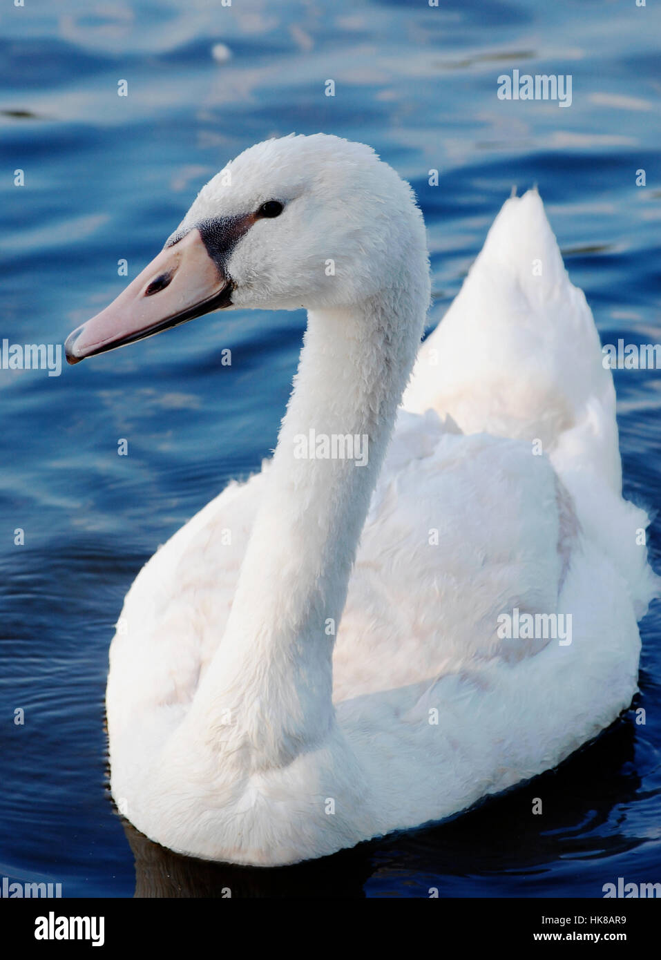 bird, fauna, sunset, swan, spring, bouncing, bounces, hop, skipping ...