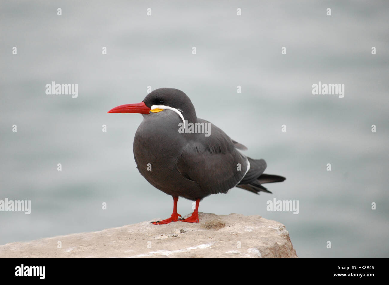 bird, america, south, coast, peru, salt water, sea, ocean, water ...