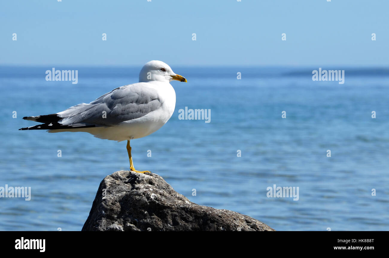 blue, animal, bird, wild, beach, seaside, the beach, seashore, summer ...