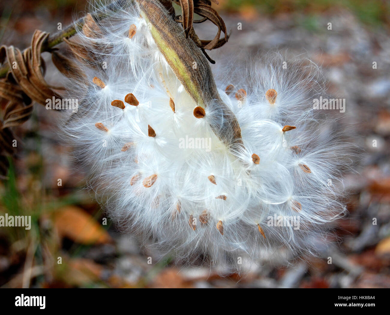 butterfly, interior, float, silk, seed, pod, floss, swimmer, nature ...