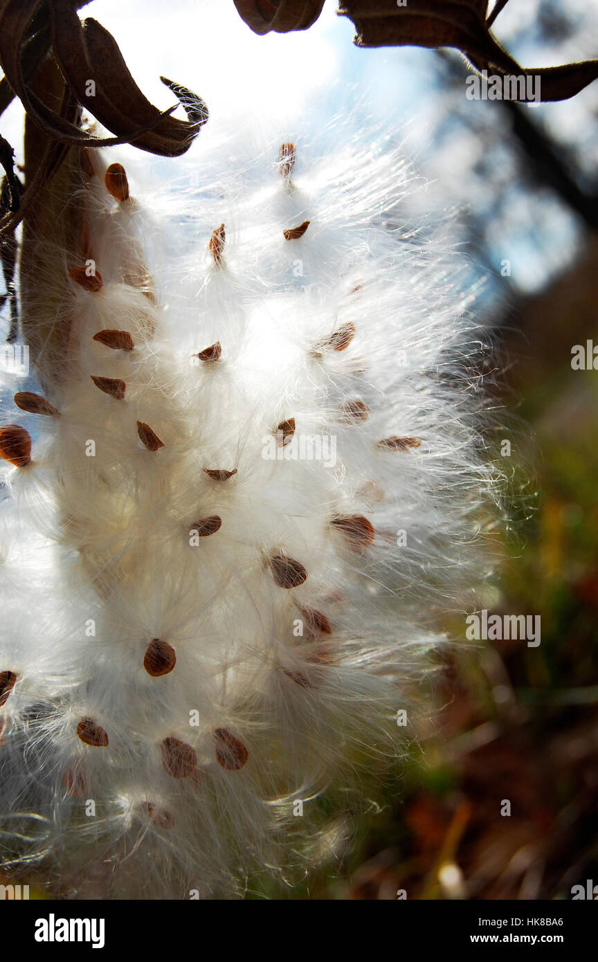 butterfly, interior, reflection, float, silk, seed, pod, floss, shine ...