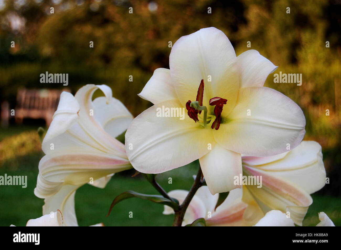 park, garden, flower, plant, bloom, blossom, flourish, flourishing ...