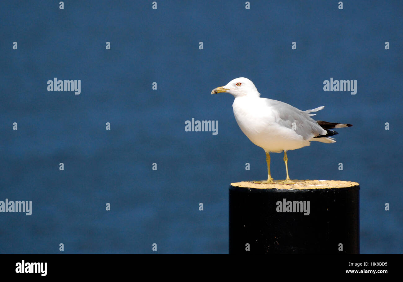 blue, closeup, animal, bird, wild, beach, seaside, the beach, seashore ...
