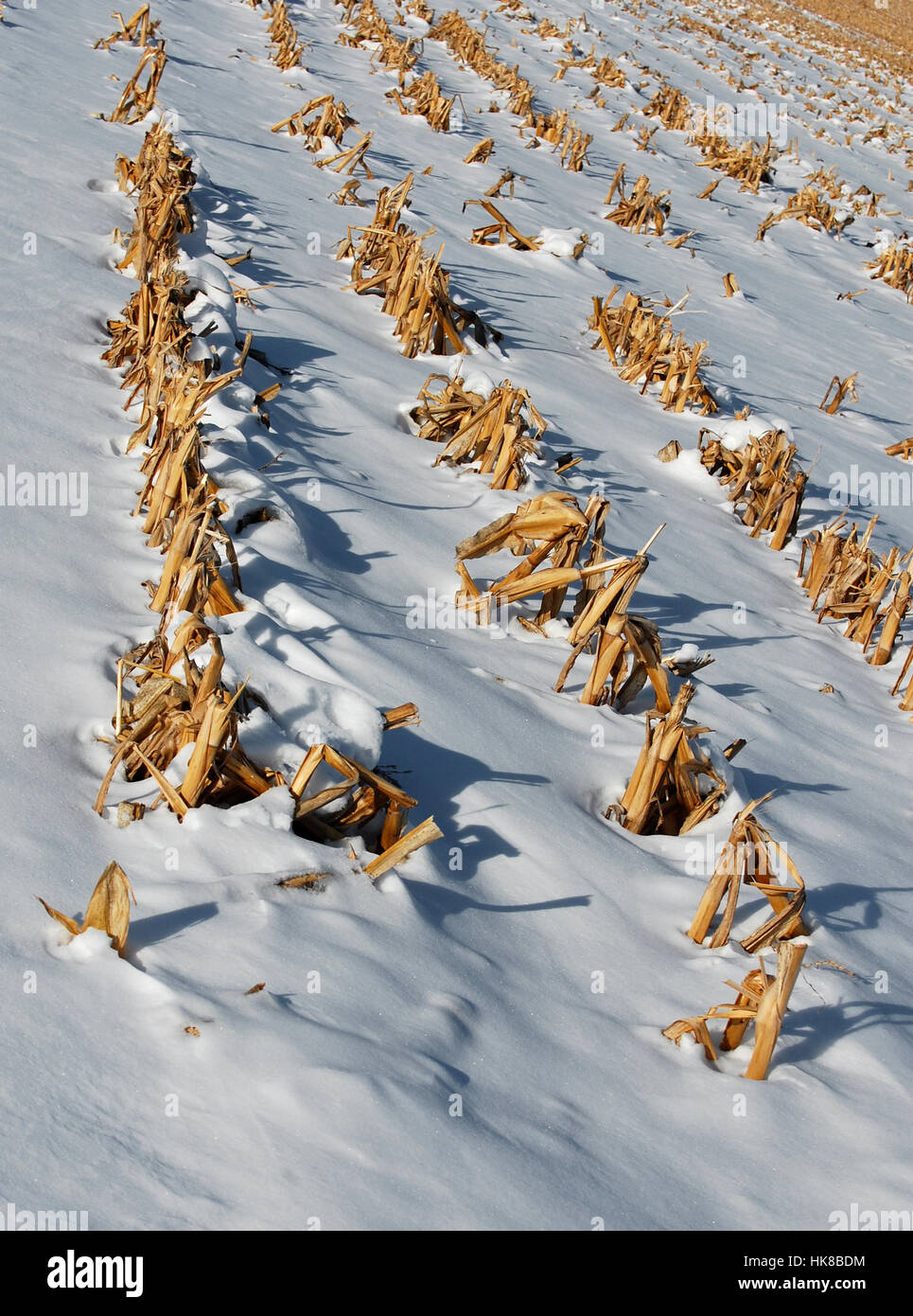 winter, snow, coke, cocaine, material, drug, anaesthetic, addictive ...