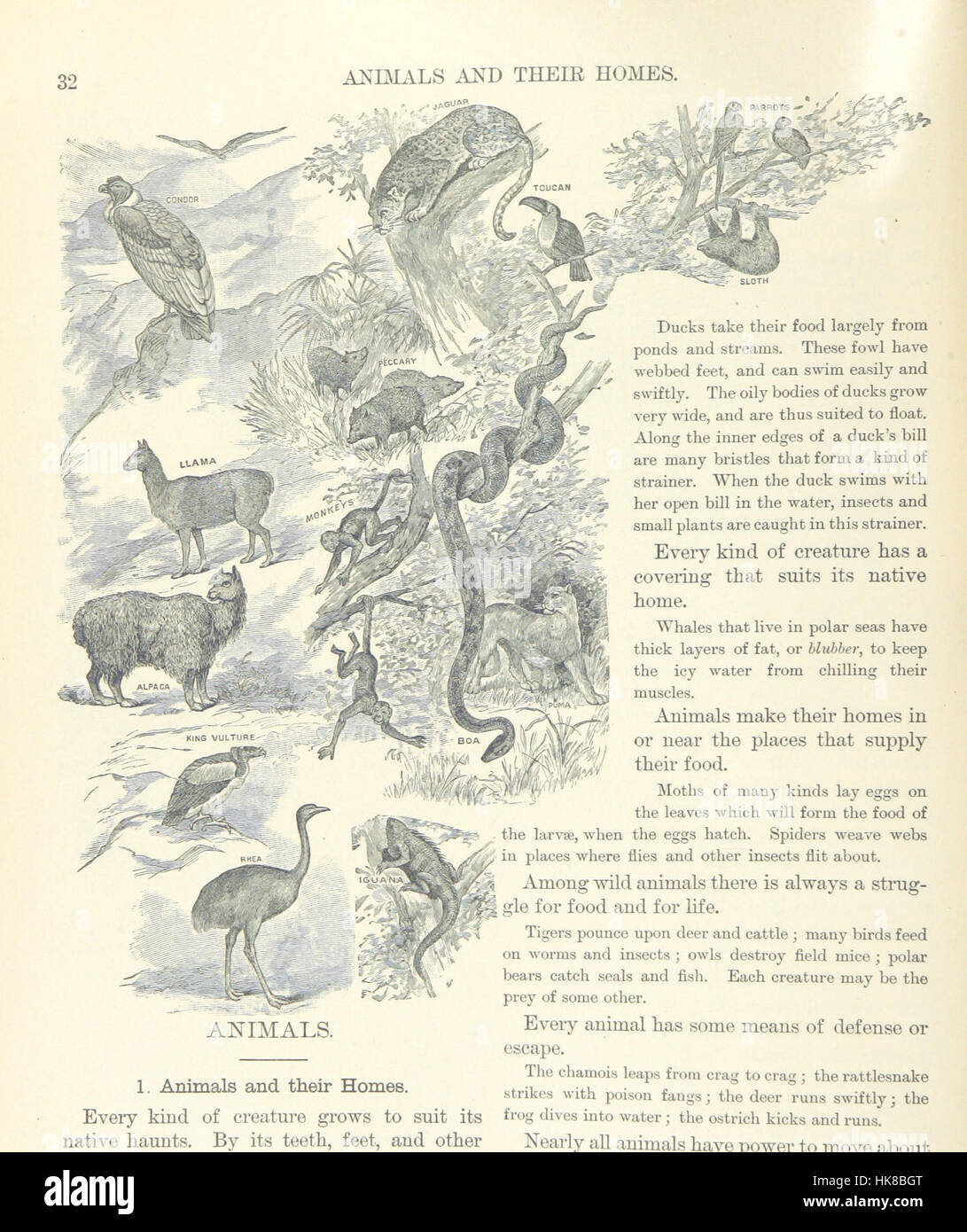 Illustration from page 44 of 'New Canadian Geography,' depicting key ...