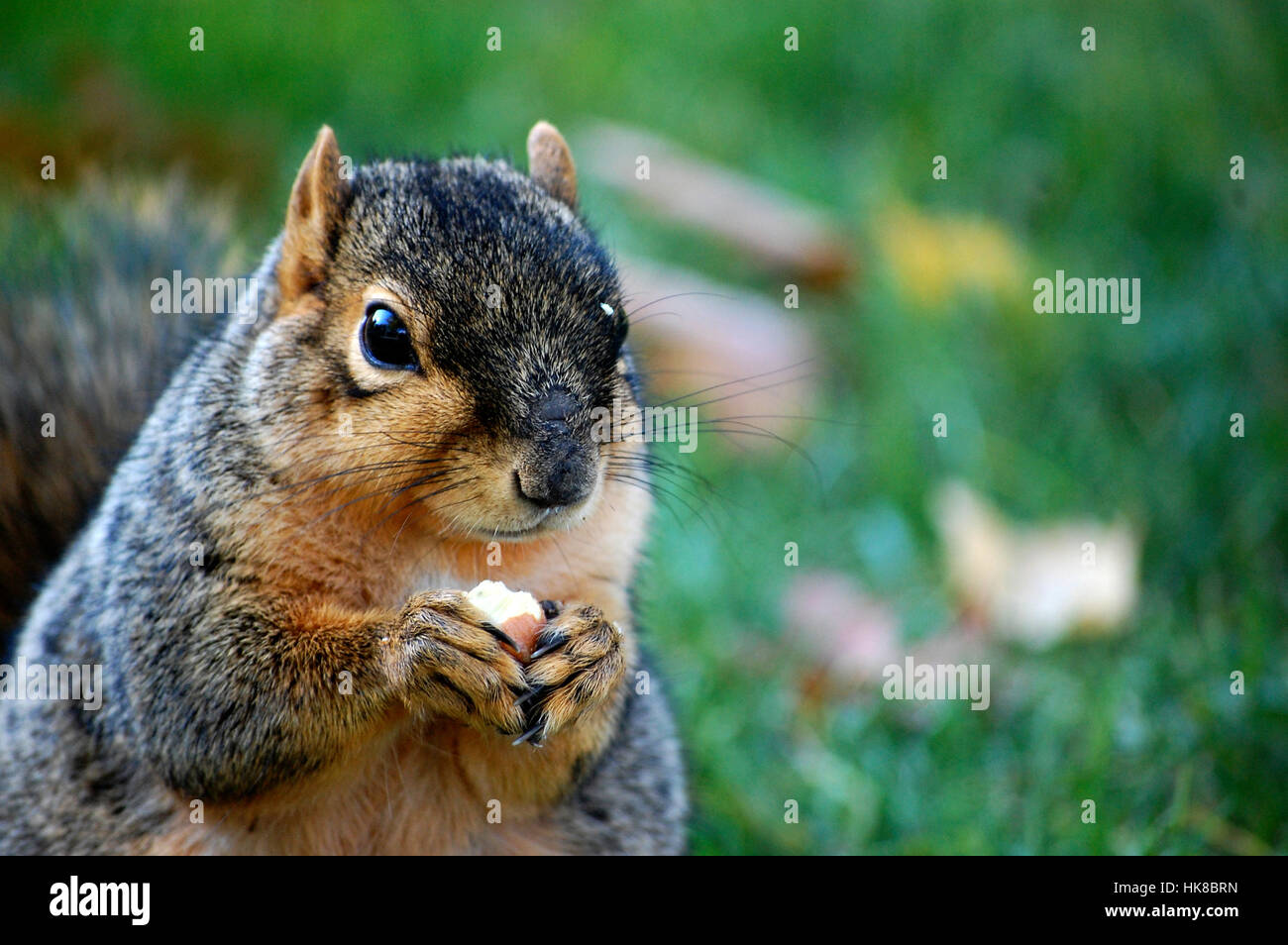 squirrel, mammal, fauna, rodent, horizontal, wildlife, squirrel, nut ...