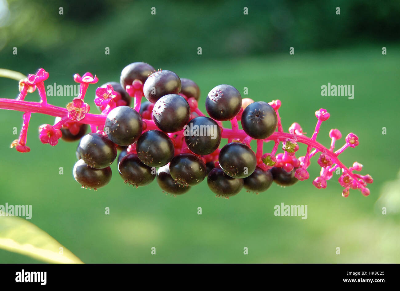 root, bush, berry, herb, poke, toxin, salad, ink, toxic, poisonous ...