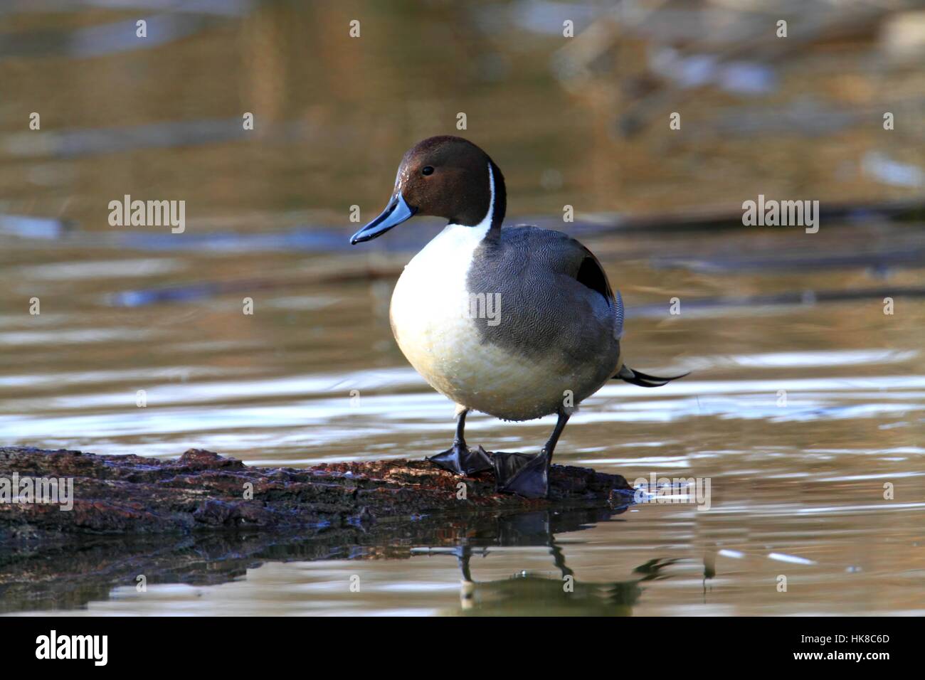 wild, birds, duck, wildlife, nature, animal, wild, male, masculine ...